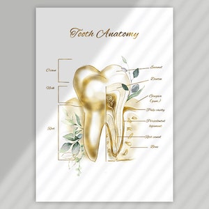 Tooth Anatomy Art,dentist Office Decor, Dental Hygienist Art, Dental ...