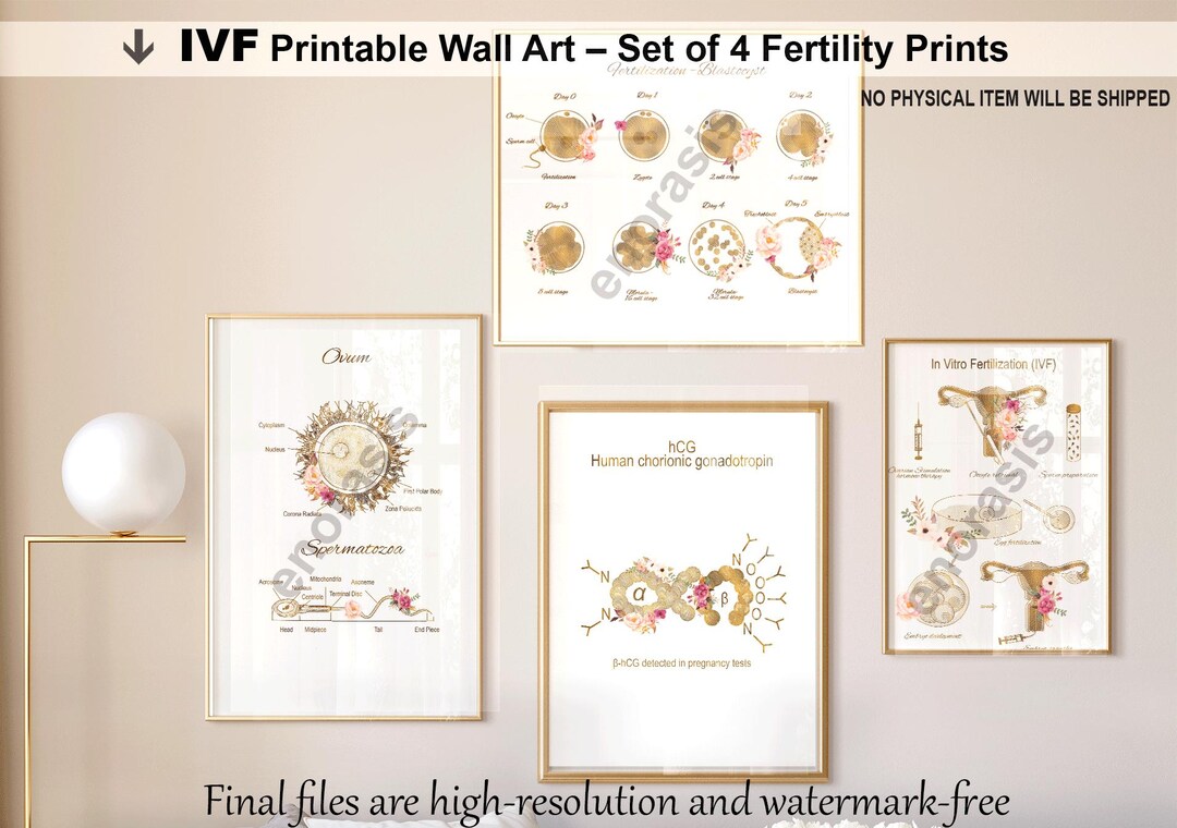 Fertility Anatomy Art Set of 4 Prints, Embryo Development ...