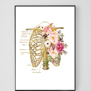 Rib Cage Anatomy Art, Skeleton Rib Cage, Chest Skeleton Art, Skeleton ...