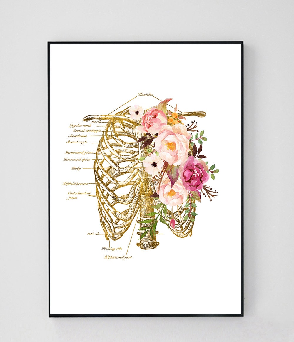 Rib Cage Anatomy Art Skeleton Rib Cage Chest Skeleton Art - Etsy Canada