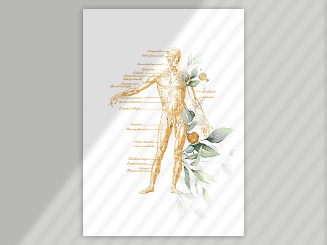 Muscular System Art Anatomy Art Set Medical Art Set Massage | Etsy UK