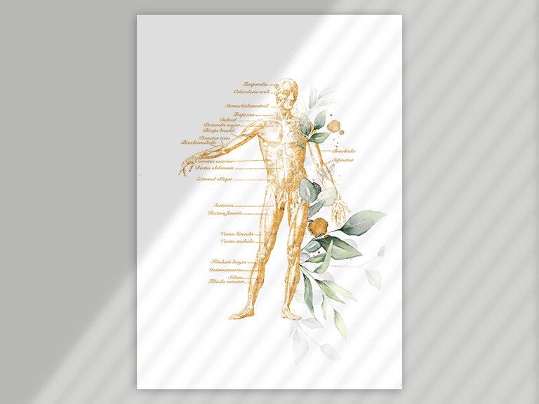 Muscular System Art Anatomy Art Set Medical Art Set Massage | Etsy UK