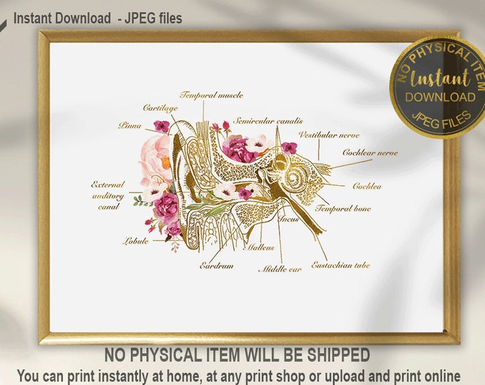 Ear Anatomy Print, Audiologist Gift, Audiologist Office Decor, Doctor ...