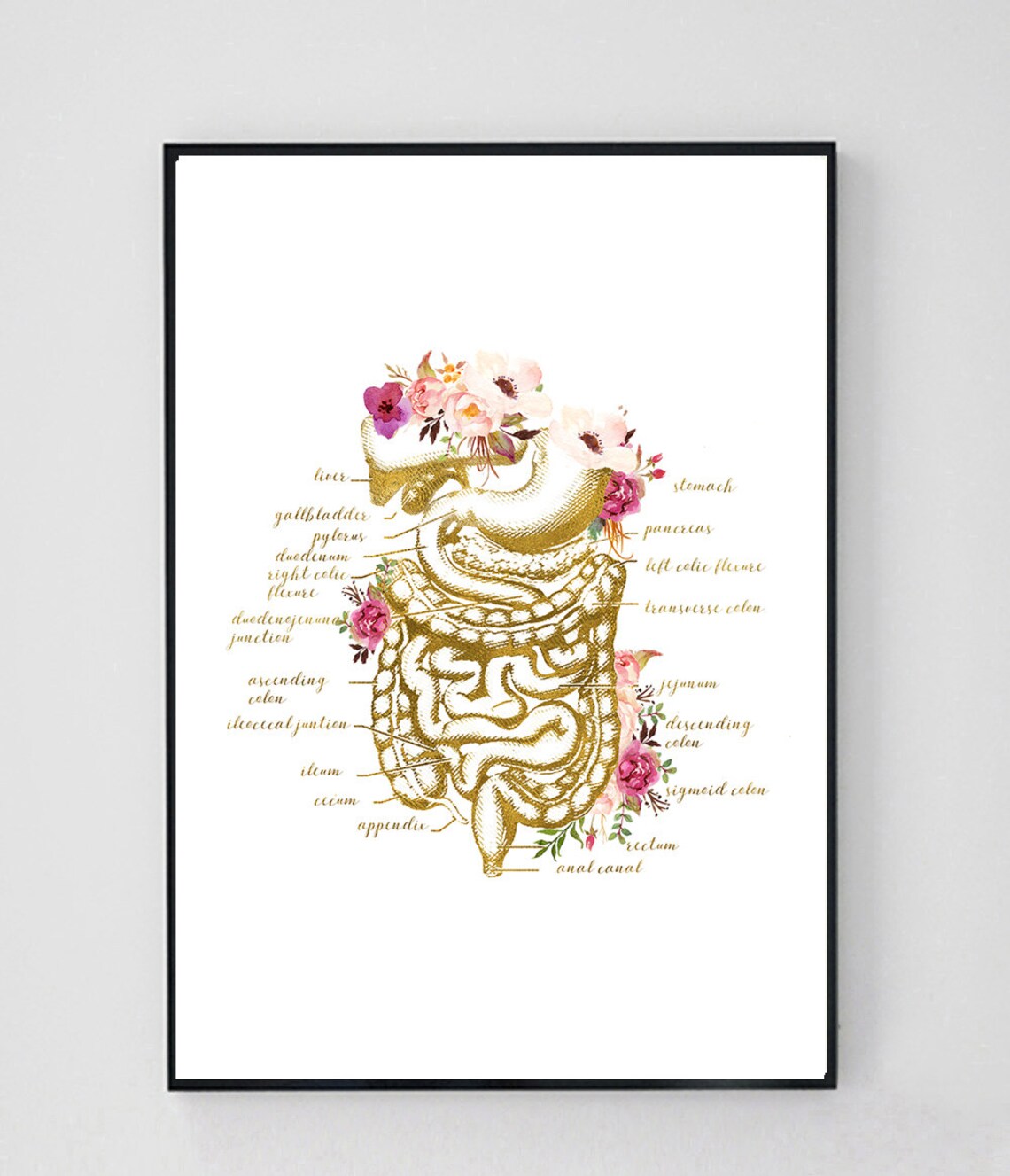 Digestive System Anatomy Print Anatomical Poster Digestive - Etsy