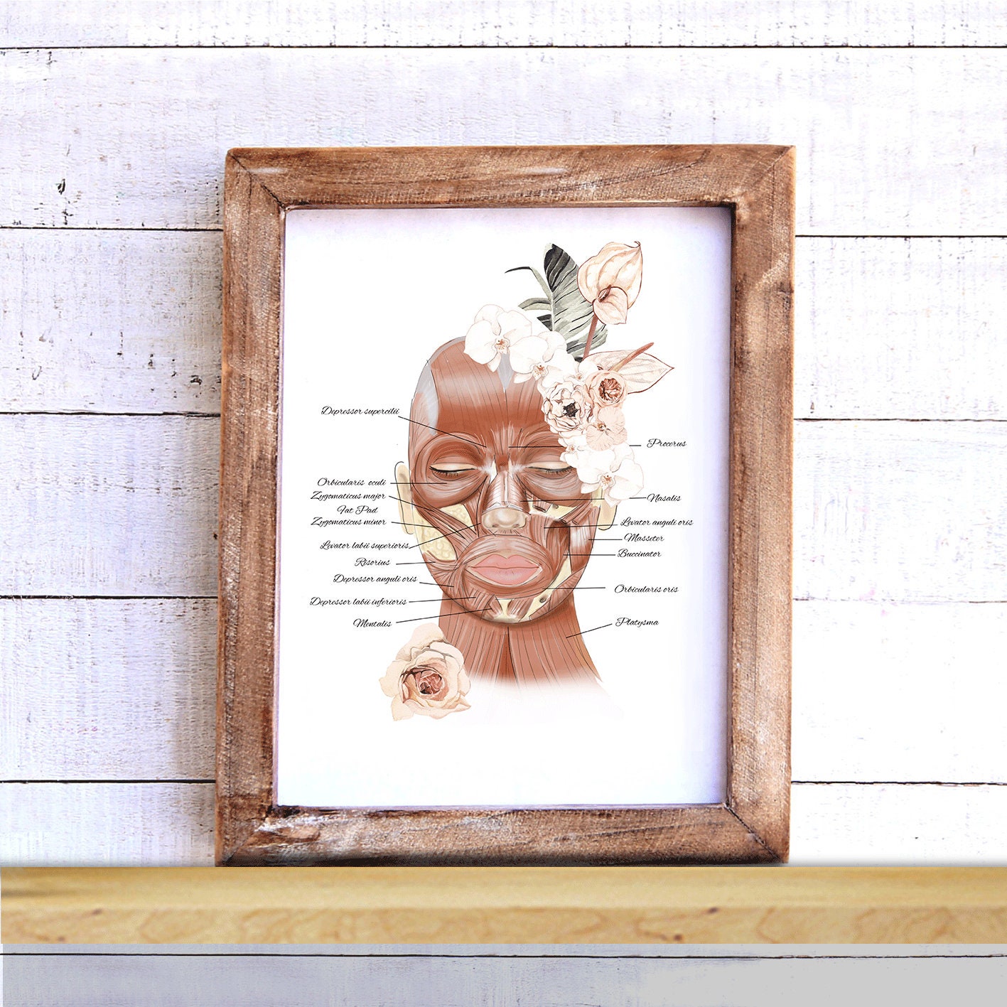 Facial Muscles Print Facial Anatomy Art Plastic Surgery Art - Etsy UK