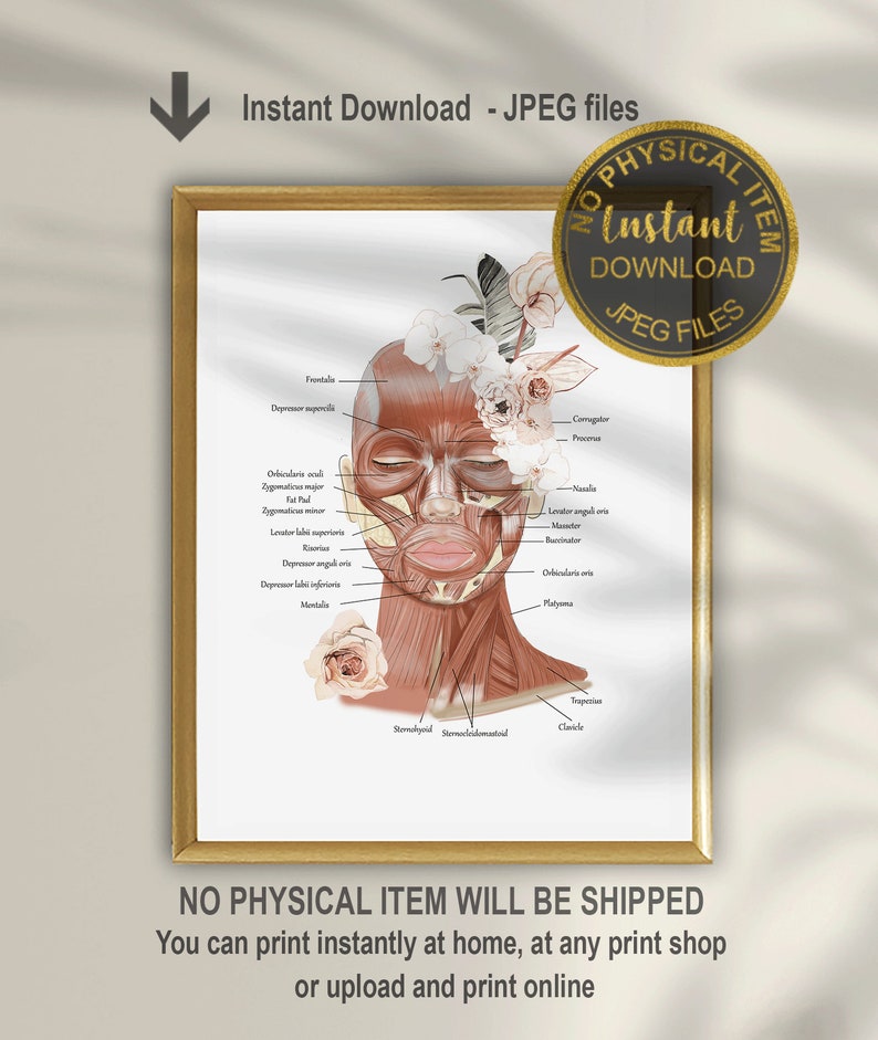 Facial Muscles Anatomy Diagram Printable, Facial Muscle Chart for ...