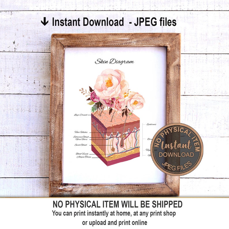 Skin Anatomy Poster for Aesthetic Clinics – Medical Wall Art for ...