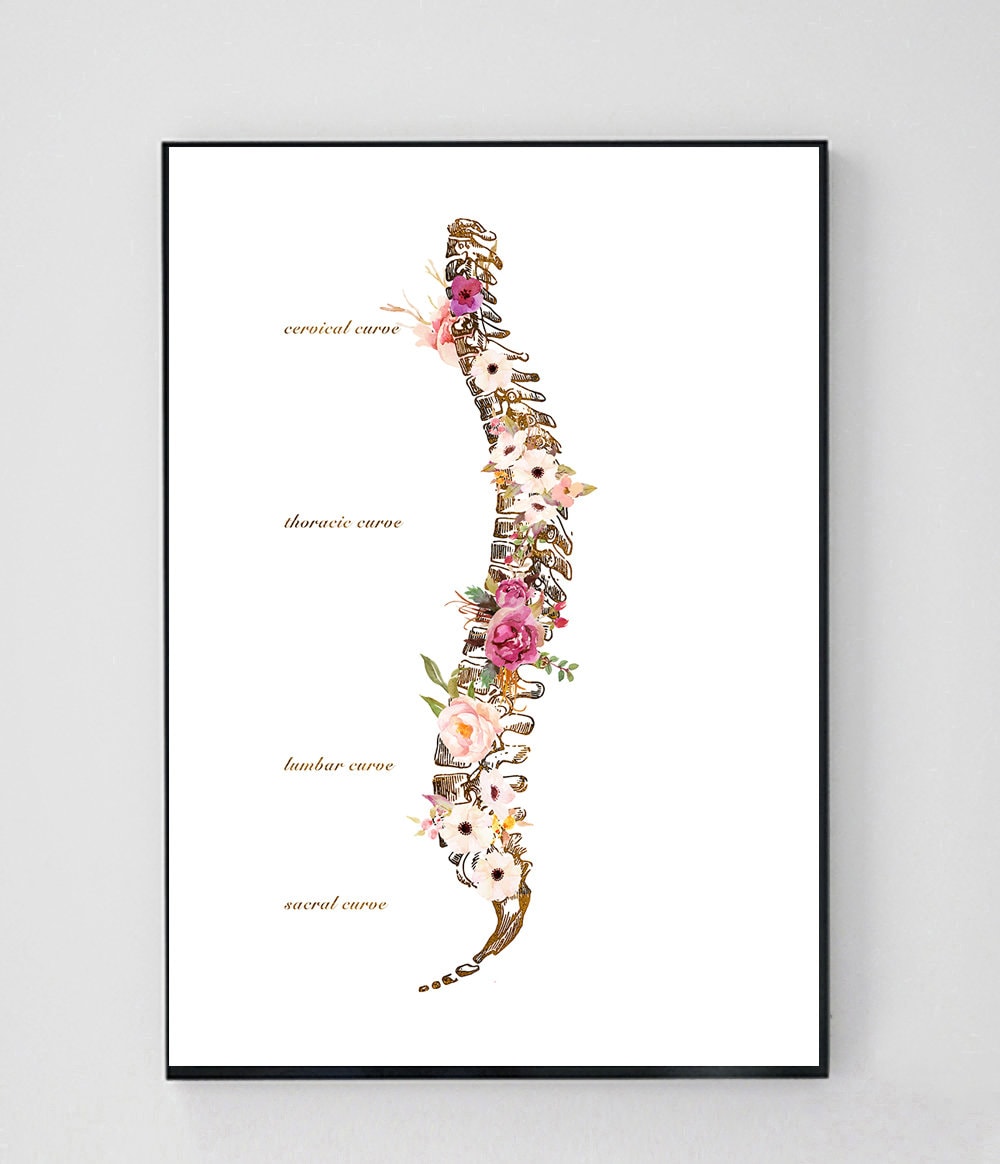 Spinal Cord Anatomy Art Chiropractic Art Vertebral Column | Etsy
