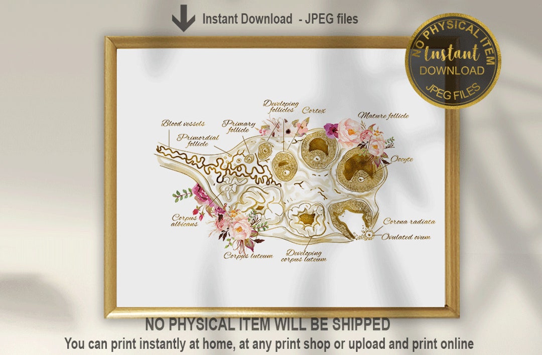 Ovary Anatomy Art Print, Floral Gynecology Decor, OBGYN Office Wall Art ...