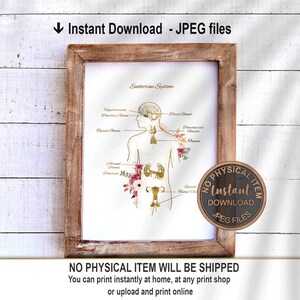 Endocrine System Wall Art Endocrinologist Office Decor, Endocrinologist ...
