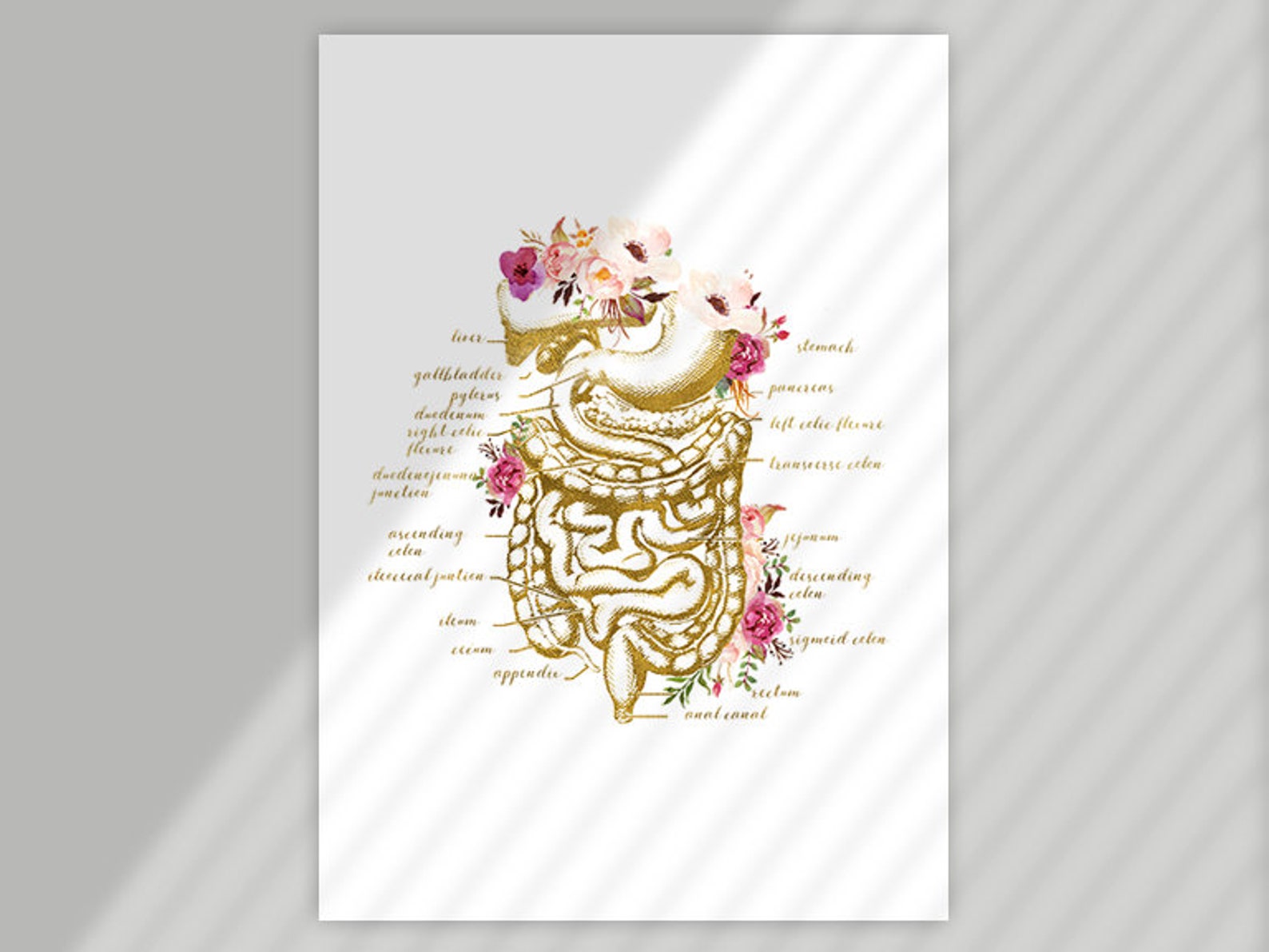 Digestive System Anatomy Print Anatomical Poster Digestive - Etsy