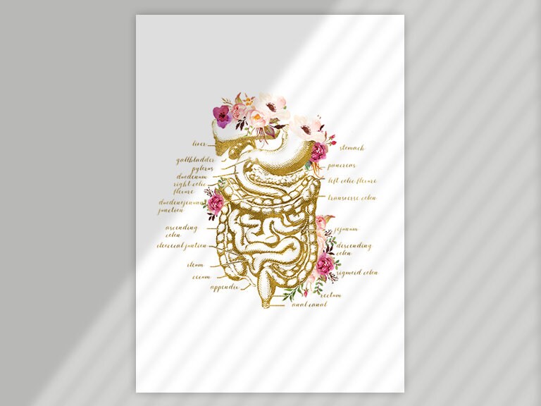 Digestive System Anatomy Print Anatomical Poster Digestive - Etsy