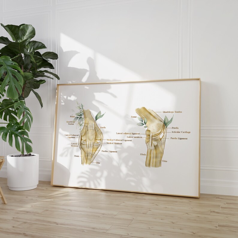 Knee Anatomy Poster for Orthopedic Clinics and Physical Therapy Offices ...