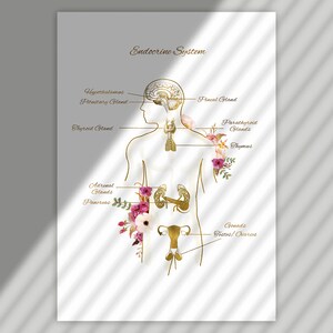 Endocrine System Wall Art Endocrinologist Office Decor, Endocrinologist ...