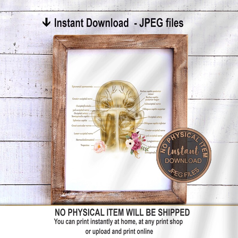 Neck & Head Anatomy Poster, Occipital Nerves Chart, Scalp Nerves ...