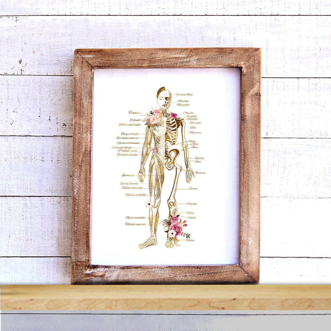 Woman Musculoskeletal System Anatomy Art Massage Therapist - Etsy