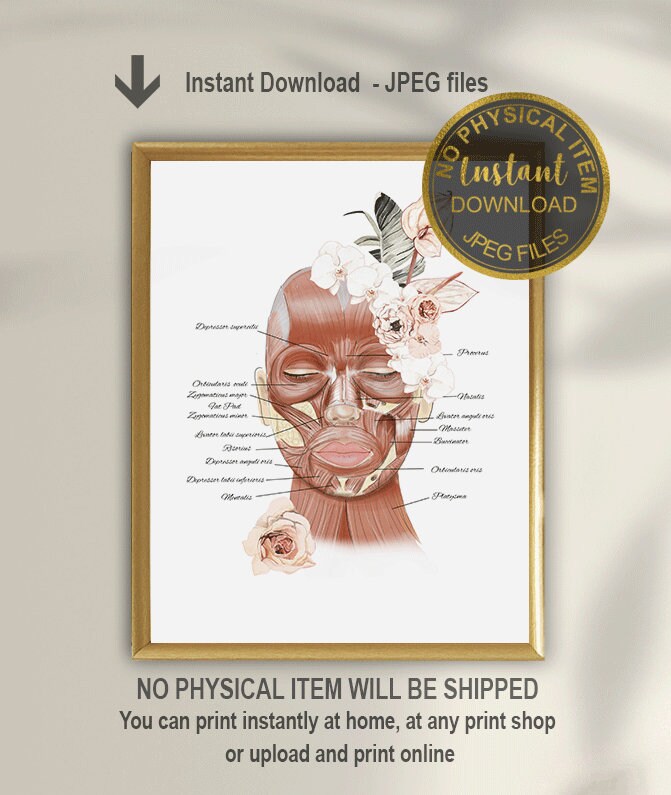 Facial Muscles Print Facial Anatomy Art Plastic Surgery Art - Etsy