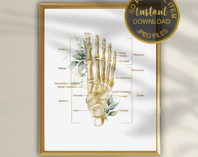 Foot Anatomy 6 Posters, Skeletal Bones Print, Podiatry Art, Medical ...