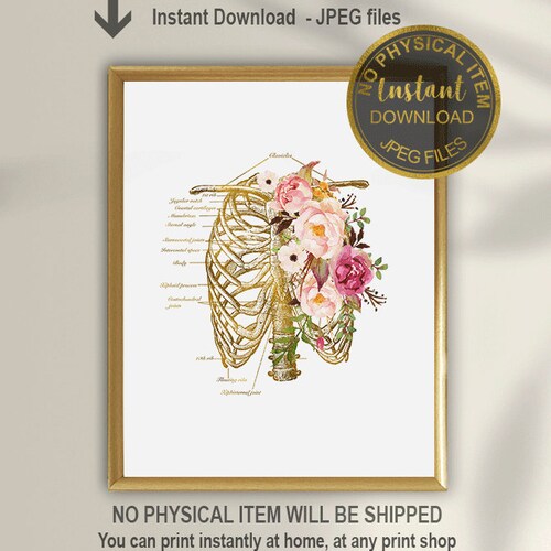 Rib Cage Anatomy Art Skeleton Rib Cage Chest Skeleton Art - Etsy