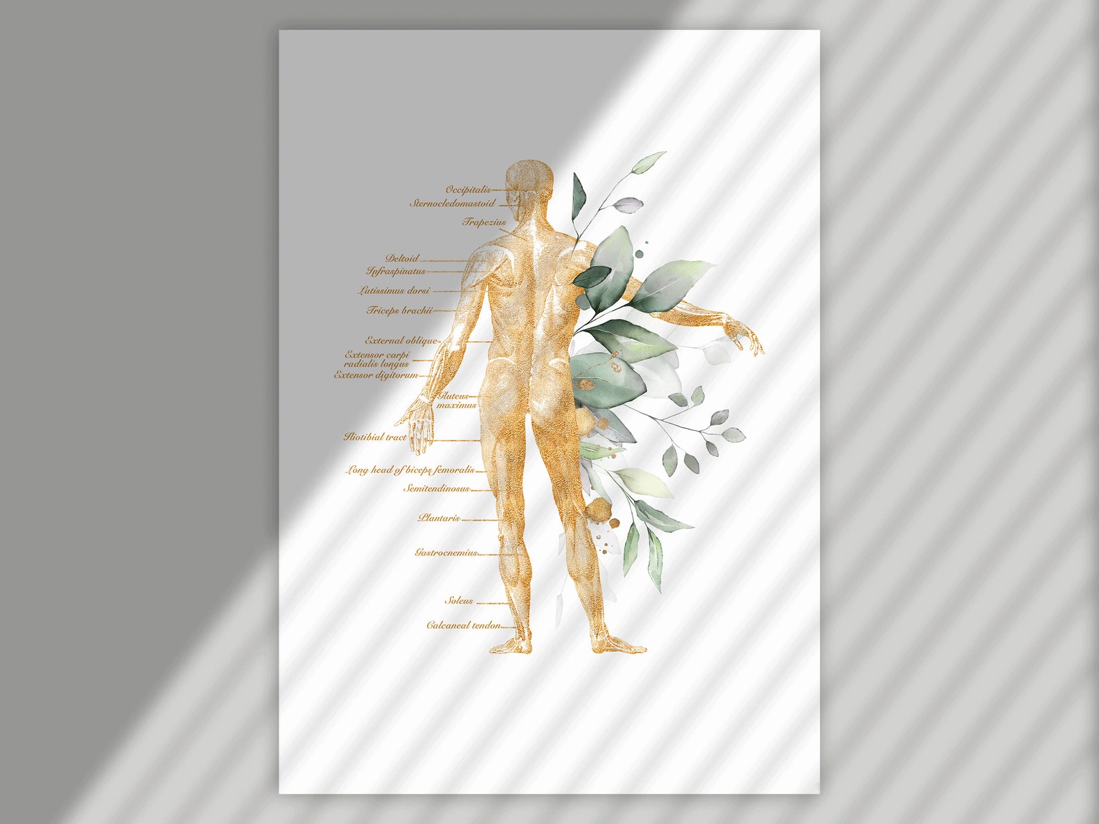 Anatomy Art Muscle Poster, Muscular System Wall Art, Medical Office ...