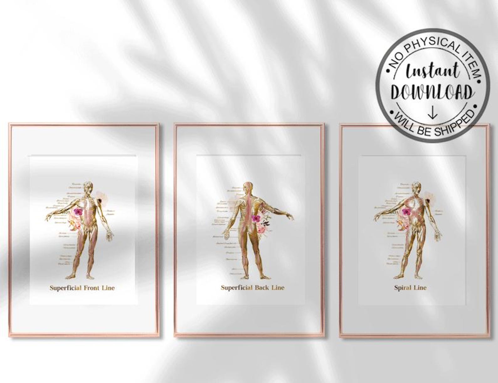 Myofascial Lines Poster Set | Superficial Front Back & Spiral Line ...
