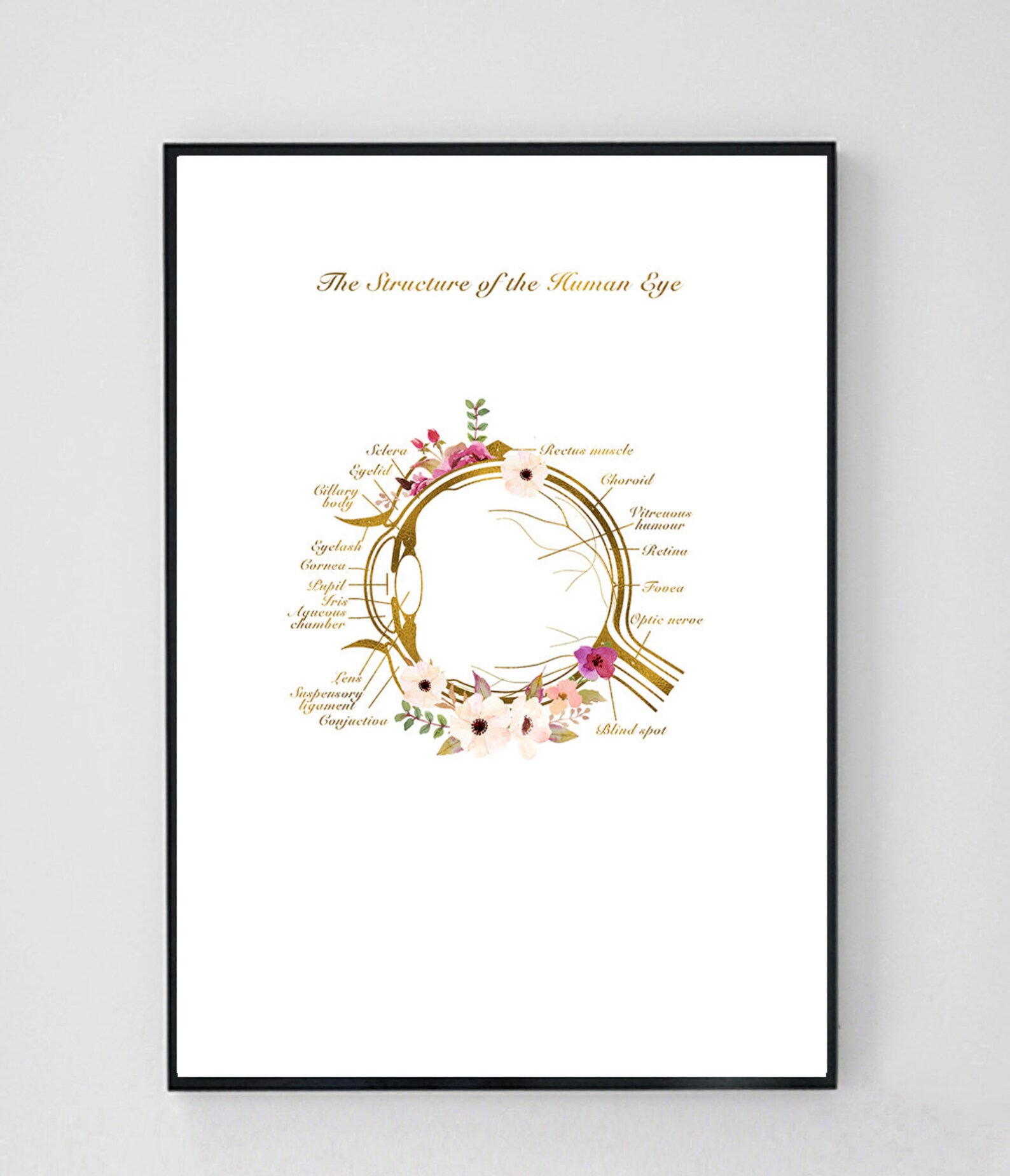 Eye Anatomy Art Ophthalmology Print Optometry Decor - Etsy