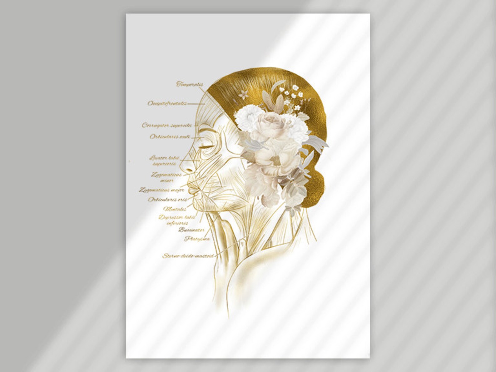 Woman Facial Muscles Posters Human Anatomy Printable Art - Etsy