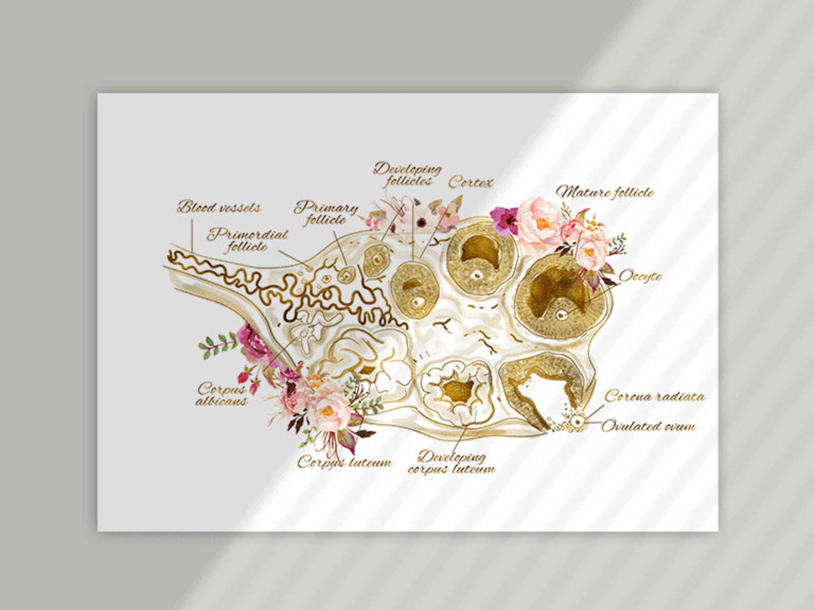 Ovary Anatomy Art Print, Floral Gynecology Decor, OBGYN Office Wall Art ...