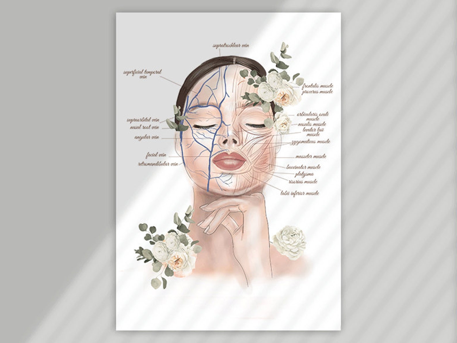 Facial Muscles and Veins Face Anatomy Poster Plastic Surgery | Etsy