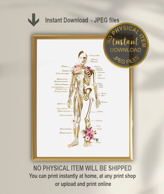 Woman Musculoskeletal System Anatomy Art Massage Therapist - Etsy
