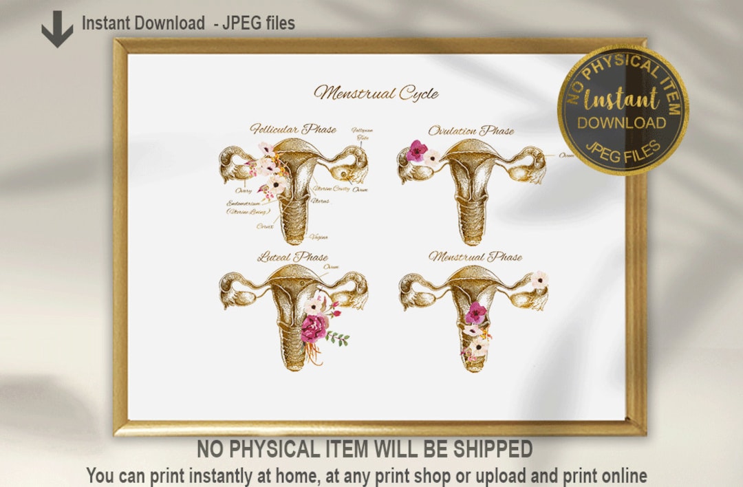 Menstrual Cycle Print, Uterus Anatomy Art, OBGYN Office Decor, OBGYN ...
