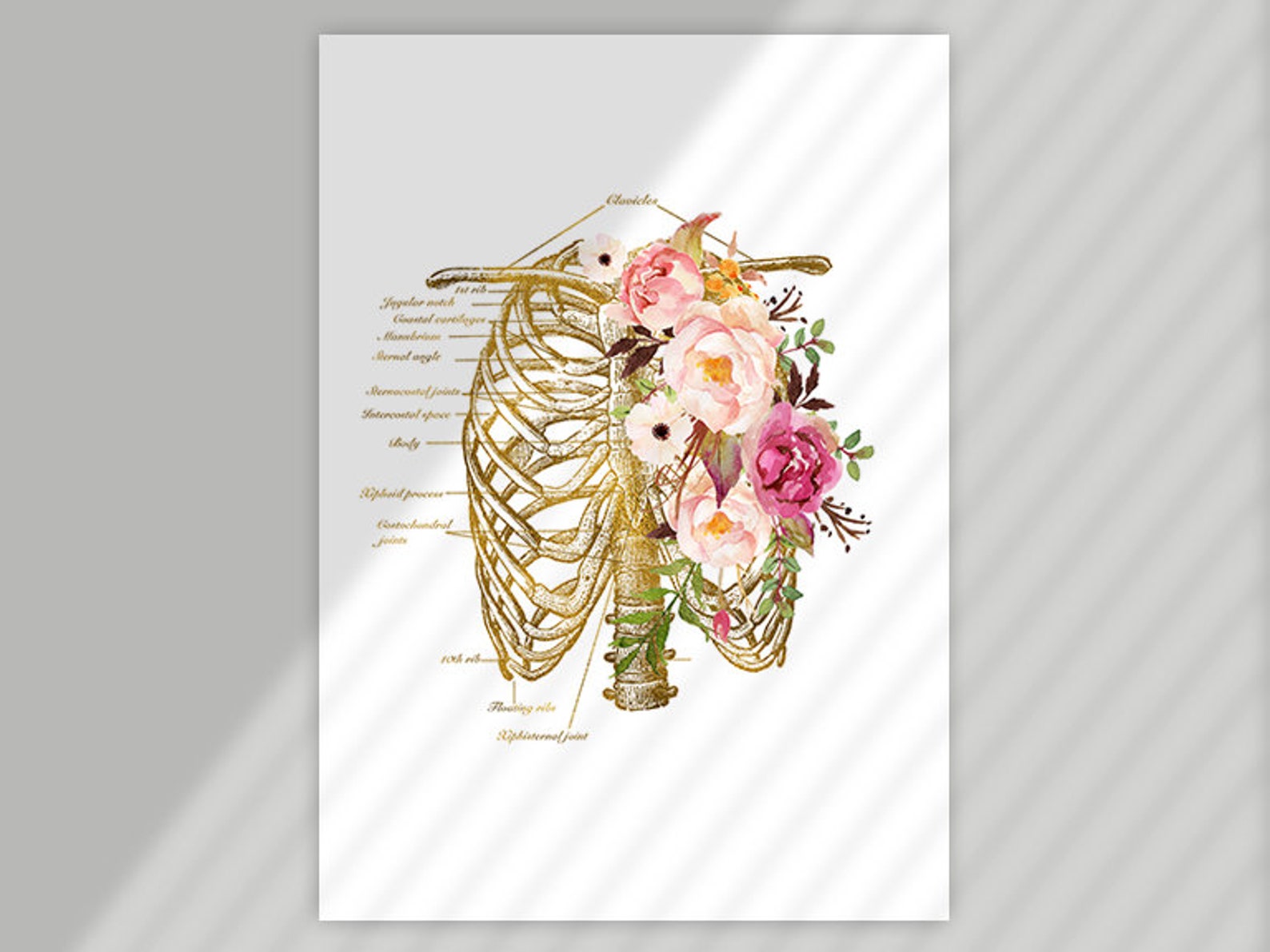 Rib Cage Anatomy Art Skeleton Rib Cage Chest Skeleton Art - Etsy Canada