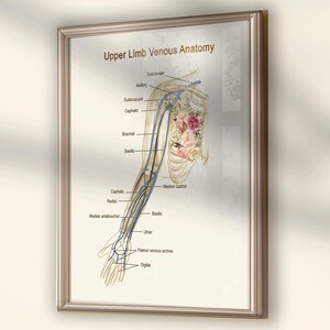 Veins & Arteries Anatomy Poster Set, Vascular System Medical Wall Art ...