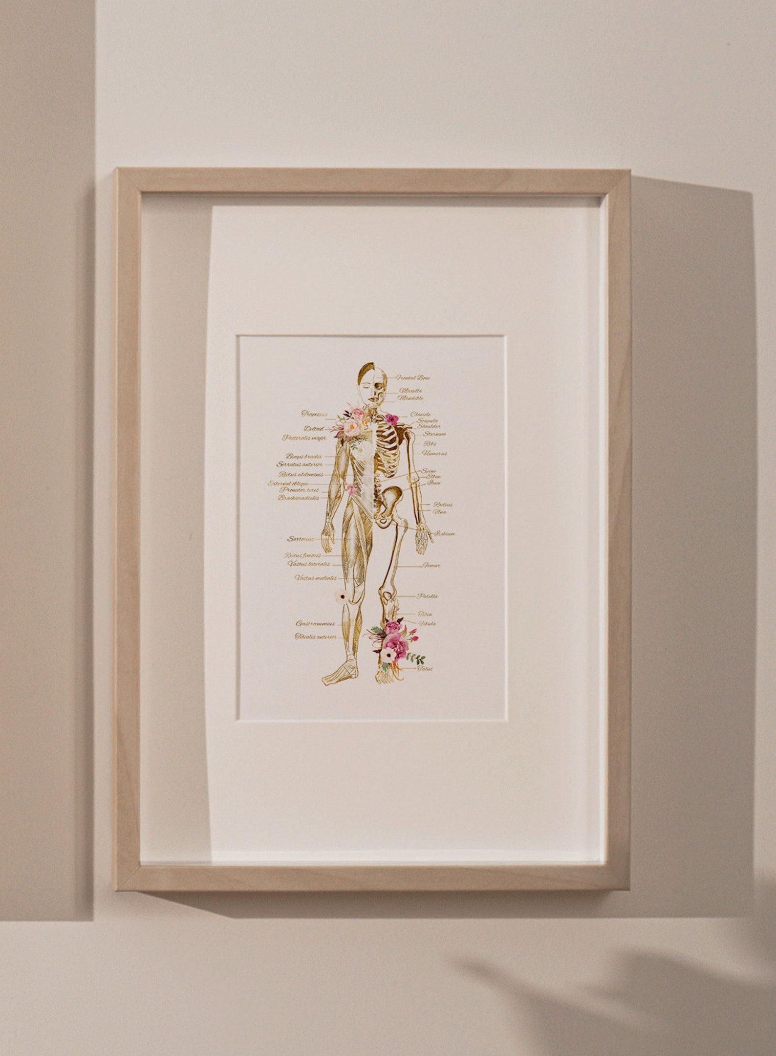 Woman Musculoskeletal System Anatomy Art Massage Therapist - Etsy