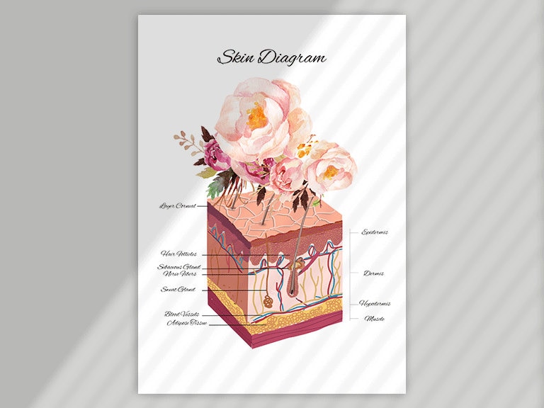 Structure of the Skin Anatomy Artdermatology Art - Etsy Australia