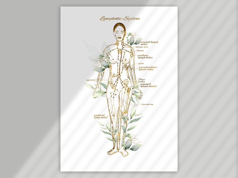 Lymphatic System Art Endocrinology Decor Lymph Nodes Anatomy - Etsy