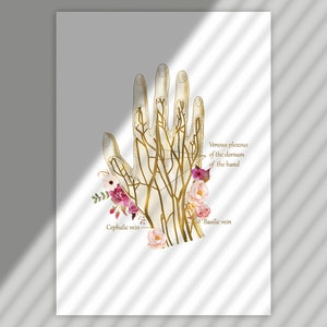Veins of Hand Anatomy Art, Phlebologist Art, Vascular Expert ...