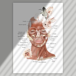 Facial Muscles Anatomy Diagram Printable, Facial Muscle Chart for ...