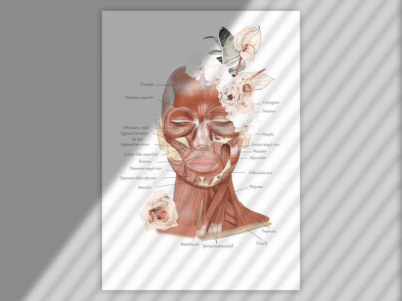 Facial Muscles Anatomy Diagram Printable, Facial Muscle Chart for ...