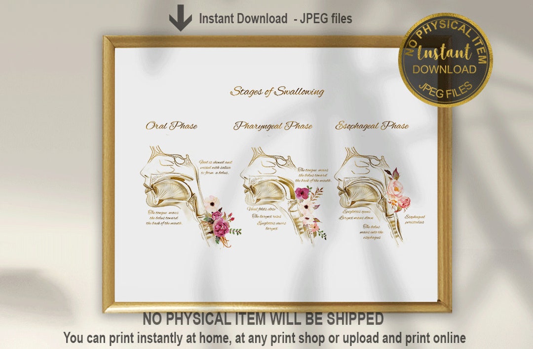 Stages of Swallowing Poster | Dysphagia Art, SLP Office Decor, Speech ...