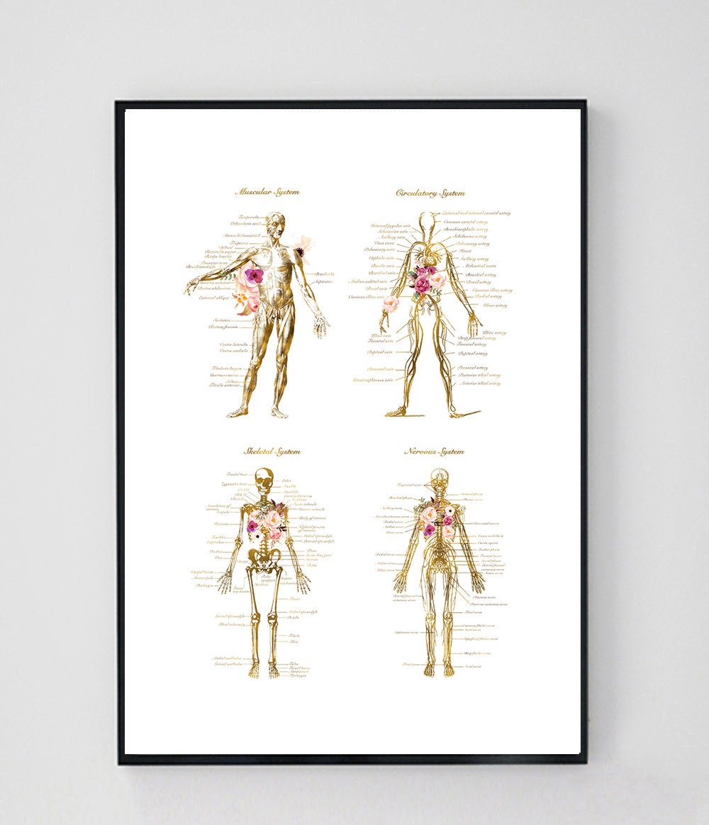 Body Systems Anatomy Anatomical Art Gift for Doctor Medical | Etsy Canada