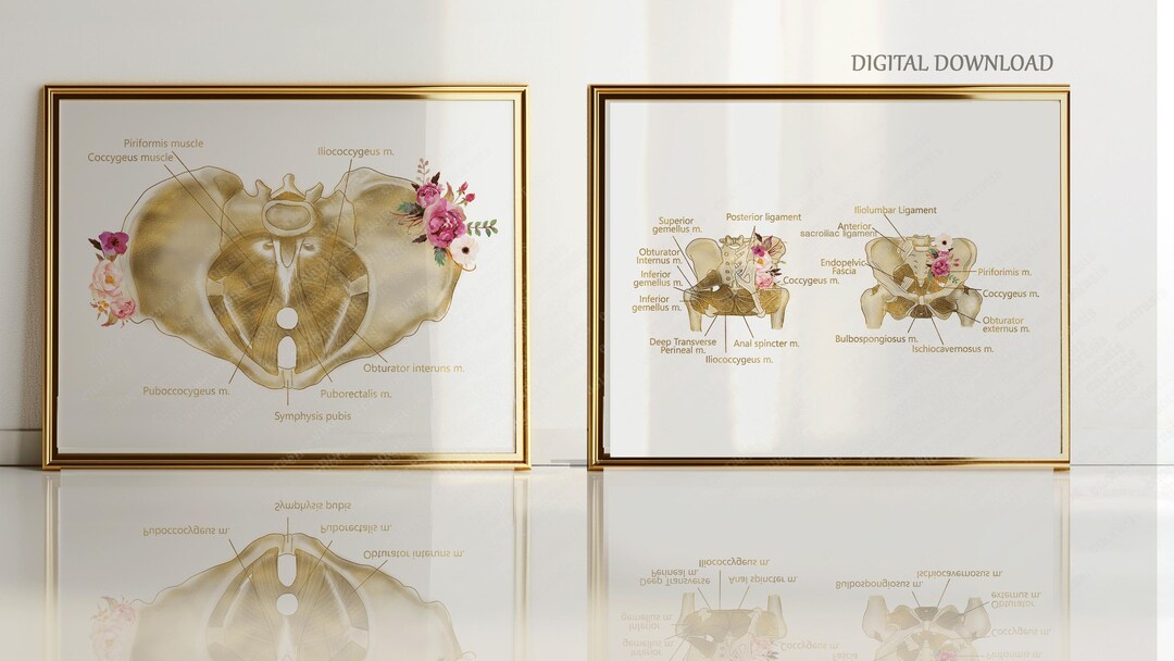 Pelvic Floor Anatomy Poster Set of 2, Female Pelvis Muscles Printable ...