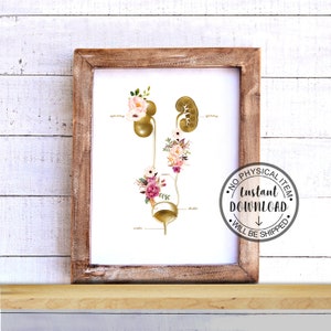 Urinary System, Nephrology Office Decor, Urinary Tract Anatomy Art ...