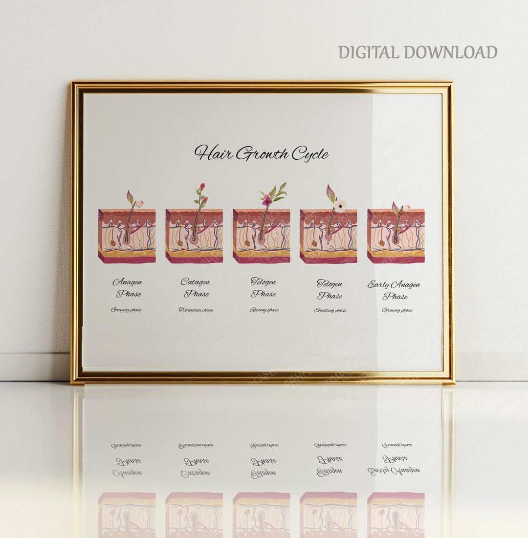 Hair Growth Cycle Poster, Hair Follicle Anatomy Chart, Trichology Wall ...