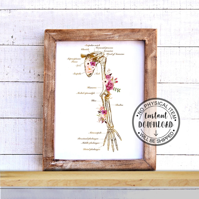 Skeletal System Print Arm Bone Art Human Arm Anatomy Art | Etsy
