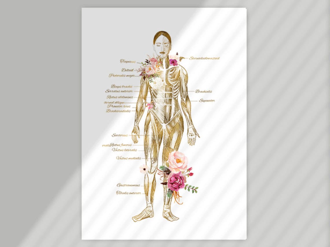 Female Muscular System Print, Muscular System Art, Massage Therapist ...