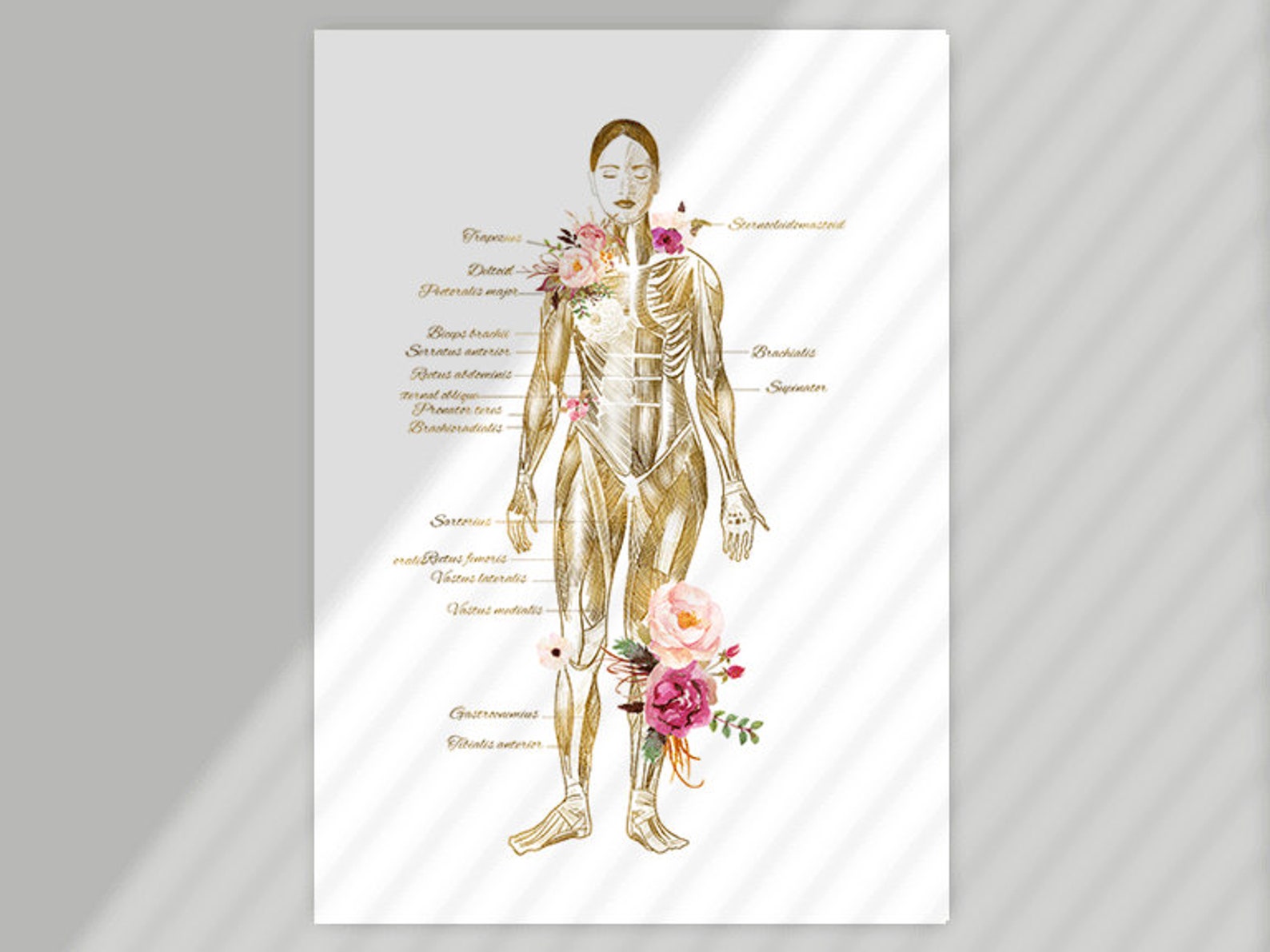 Female Muscular System Print, Muscular System Art, Massage Therapist ...