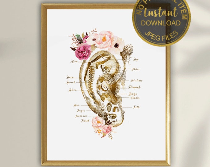 Ear Reflexology Chart Poster, Ear Chart Poster, Chart Poster - Etsy