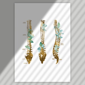 Spine Print, Chiropractic Gift, Chiropractic Office Decor, Orthopedic ...