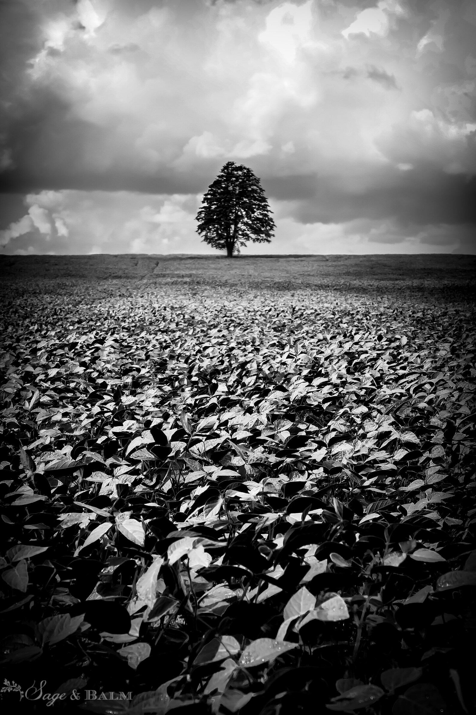 Black and White Tree Photo Print Single Tree Landscape Print Black ...